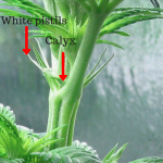 How to Grow Marijuana: 8 Essential Steps to a Monster Yield