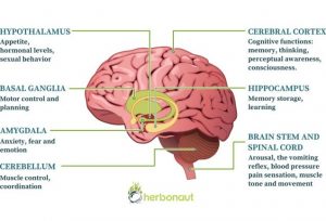 Marijuana's Effect on the Brain (Acute & Long Term Effects)