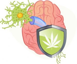Marijuana's Effect on the Brain (Acute & Long Term Effects)
