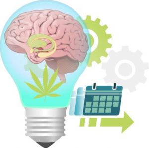Marijuana's Effect on the Brain (Acute & Long Term Effects)